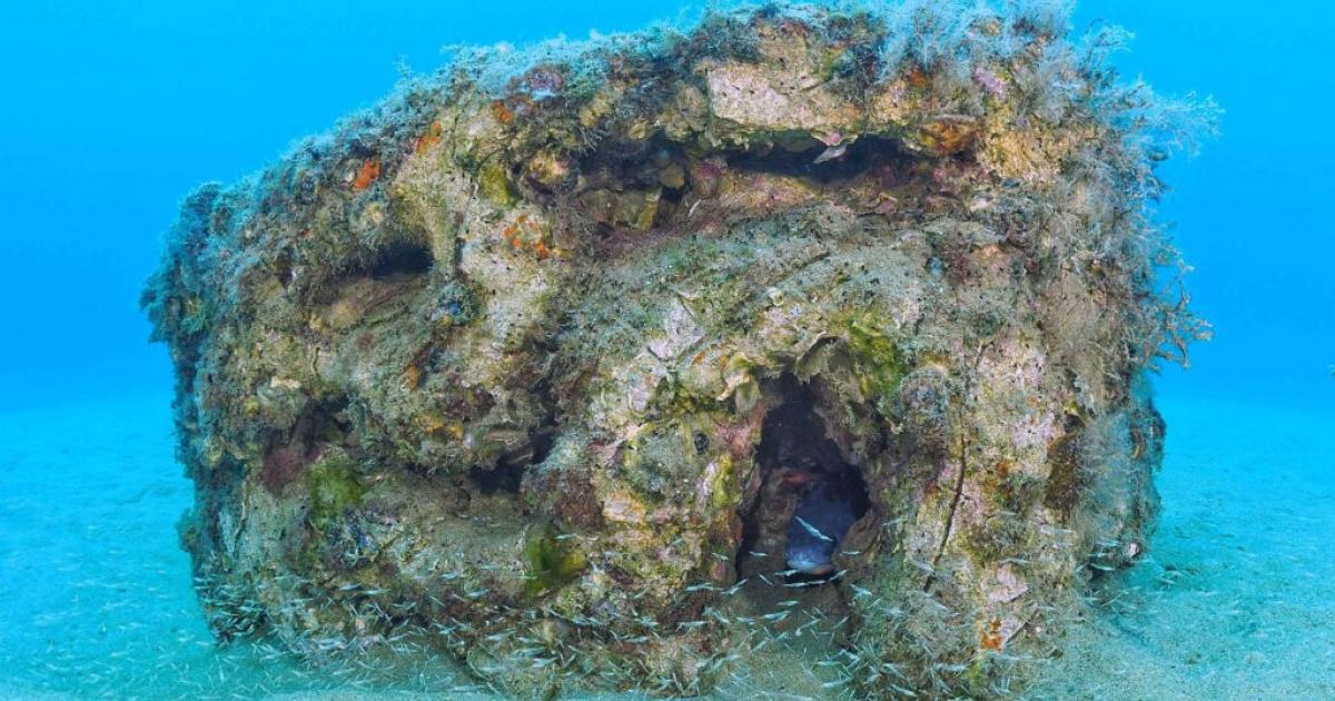 NextReef Ecosystems: Innovació al servei de la restauració marina ...